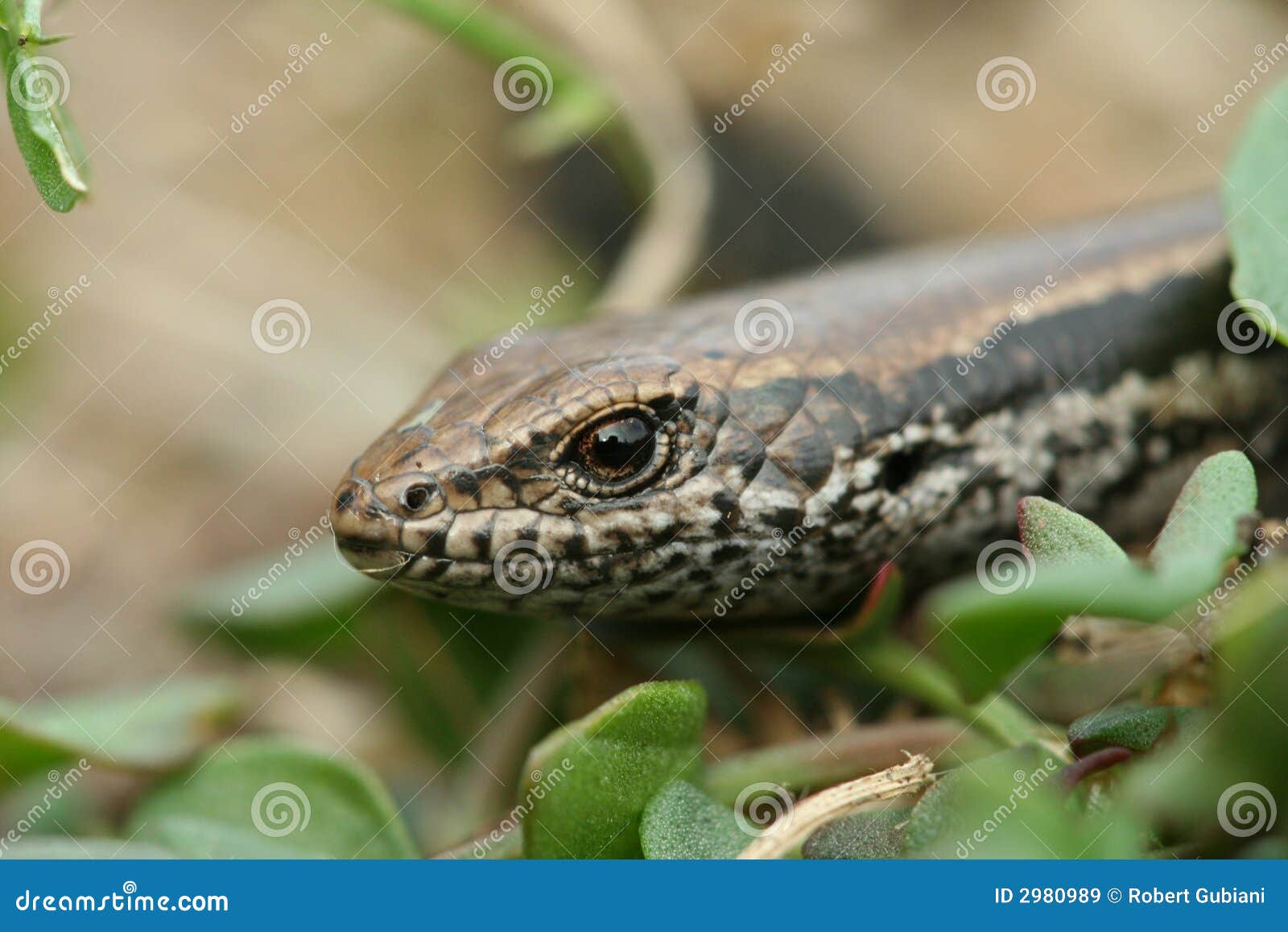 Common garden lizard stock image. Image of animal, common - 2980989