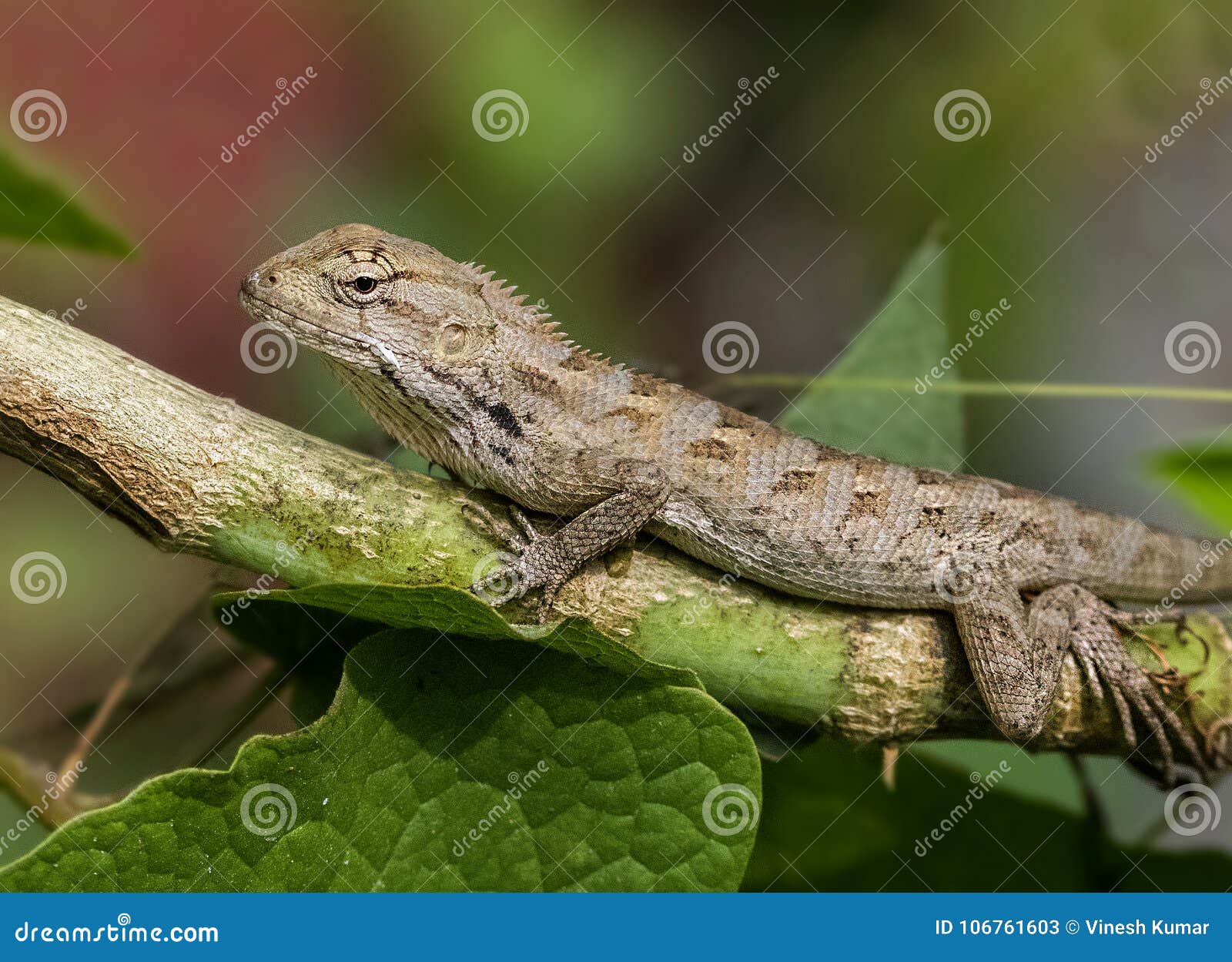Common garden lizard stock image. Image of posing, shades - 106761603