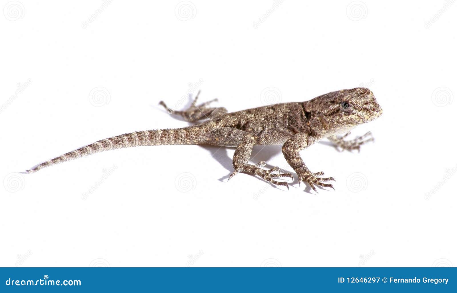 Common Garden Lizard Isolated on White Stock Image - Image of agamidae ...