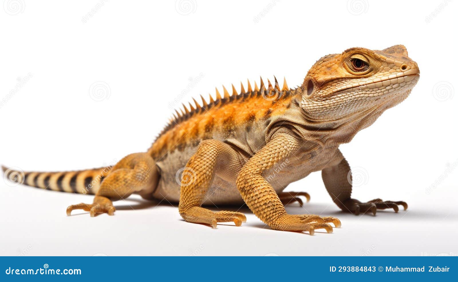 Common Garden Lizard on White Background Generated by AI Tool. Stock ...
