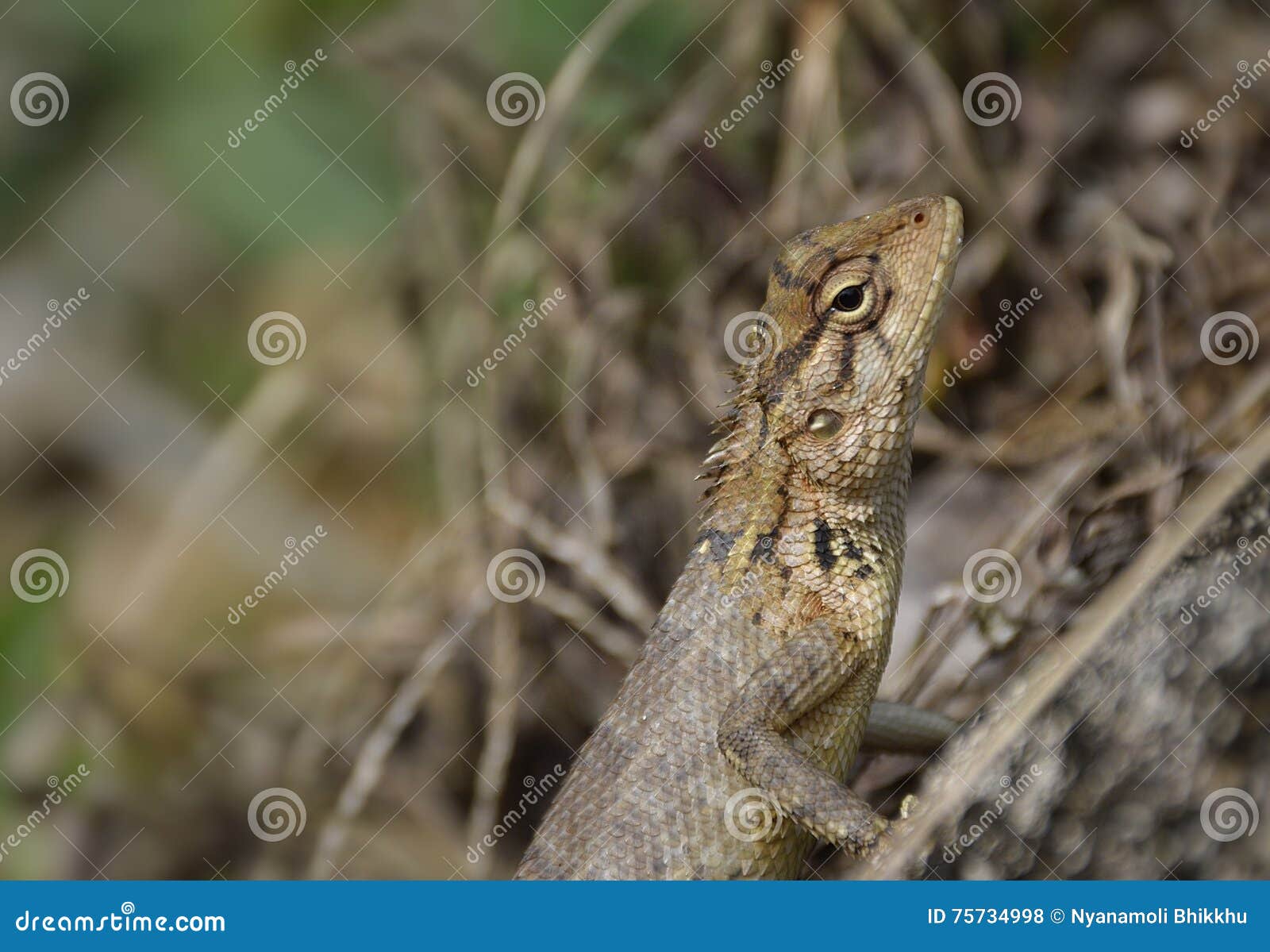 Common Garden Lizard stock photo. Image of lizard, reptile - 75734998