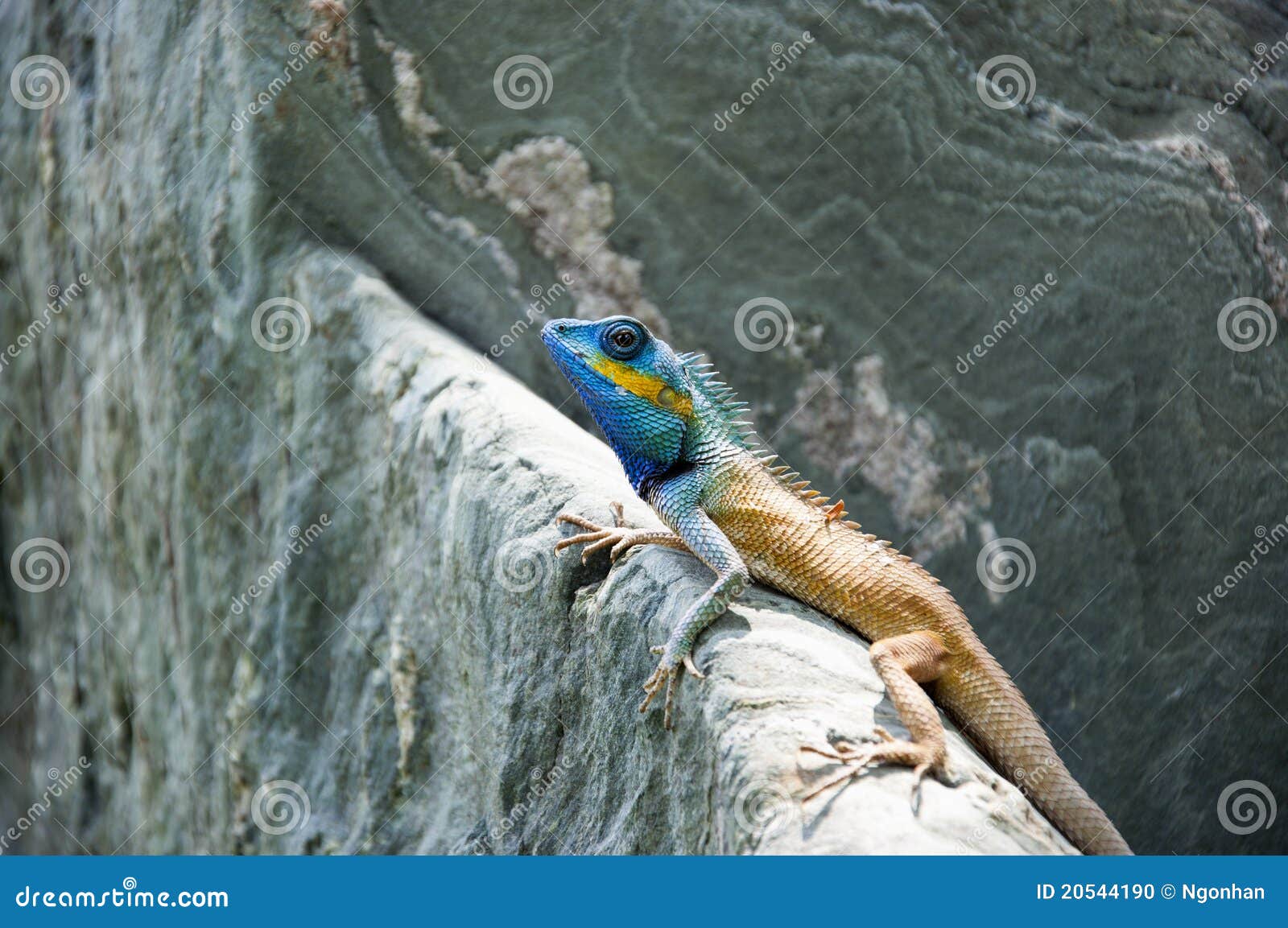 Common Garden Lizard on Rock Stock Photo - Image of nature, colorful ...