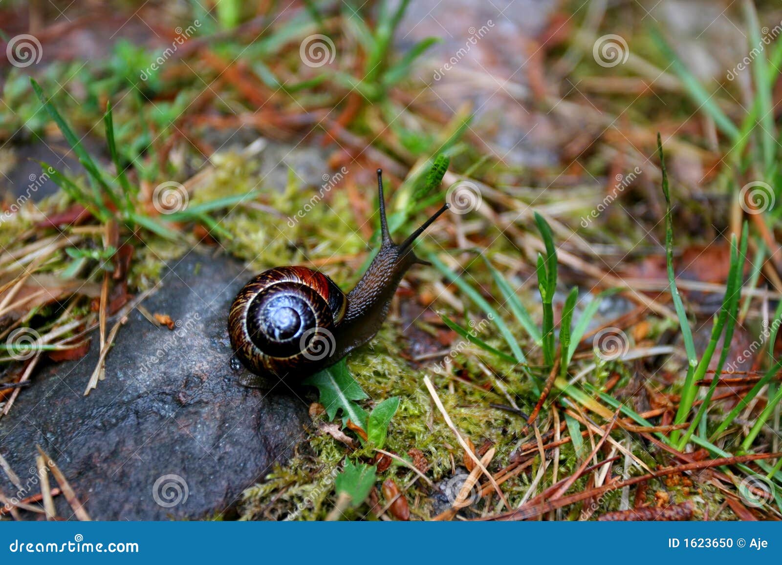 Common Garden Snail Picture. Image: 1623650