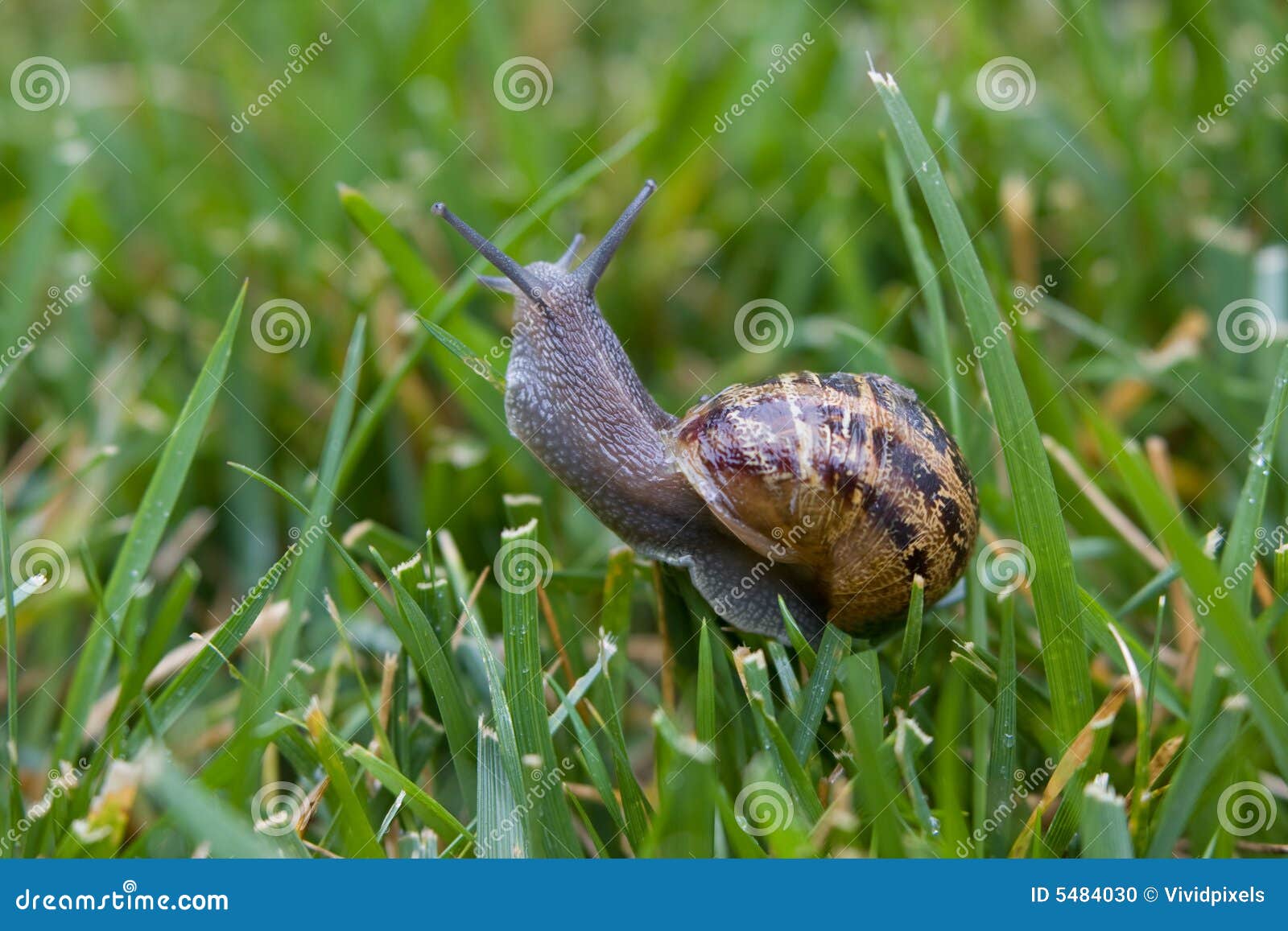 Common Garden Snail stock photo. Image of slither, slime - 5484030