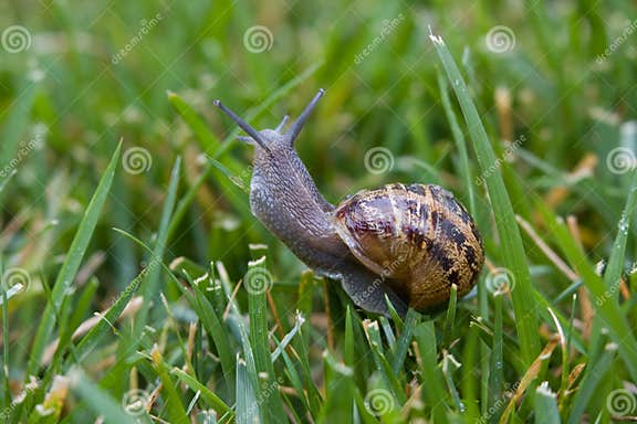 Common Garden Snail stock photo. Image of slither, slime - 5484030