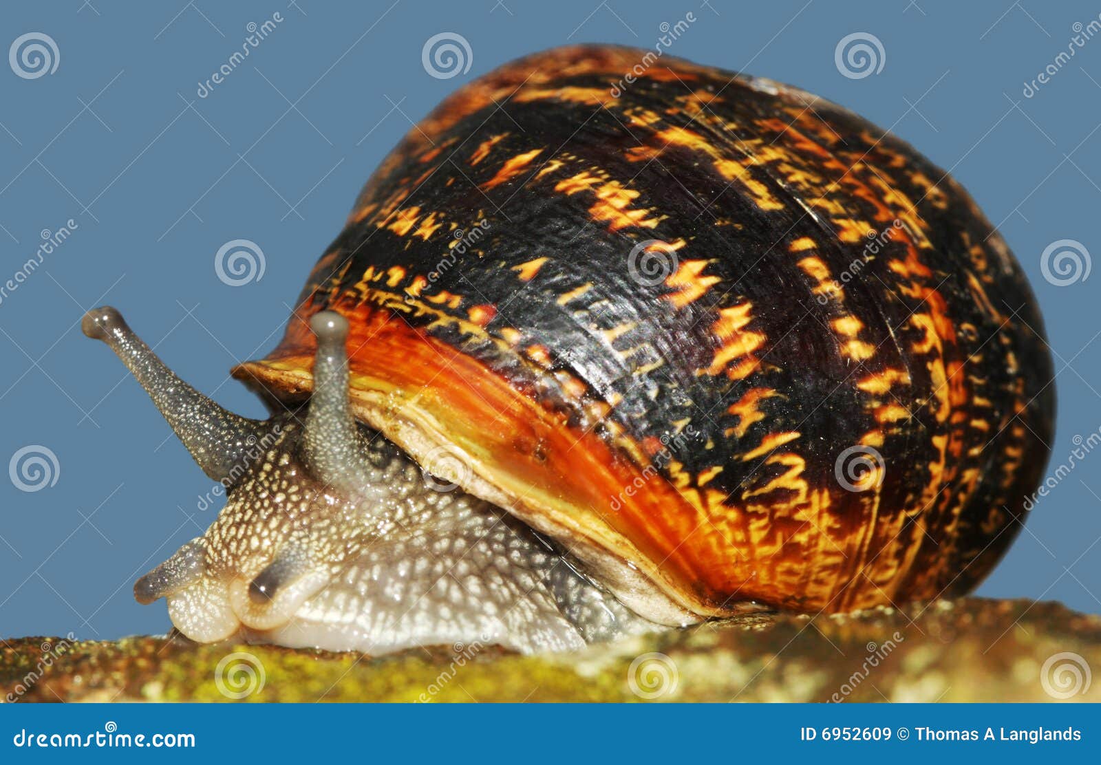 Common Garden Snail stock image. Image of small, nature - 6952609