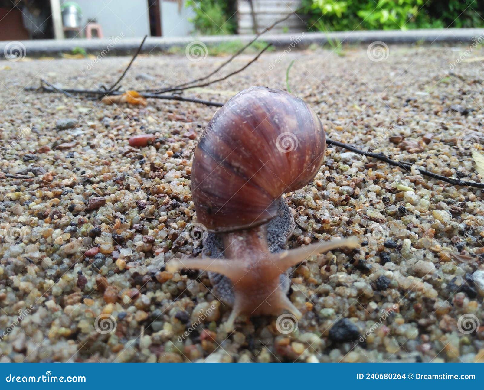 Common Garden Snail with Brown Shell Stock Photo - Image of snail ...