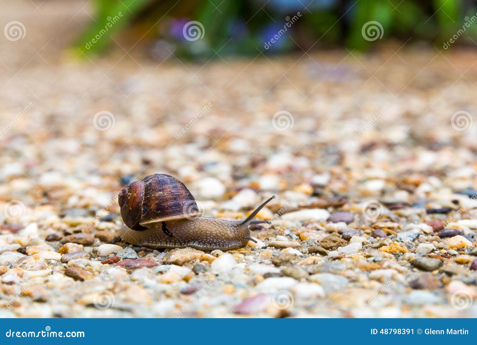 Common Garden Snail stock image. Image of path, mollusc - 48798391