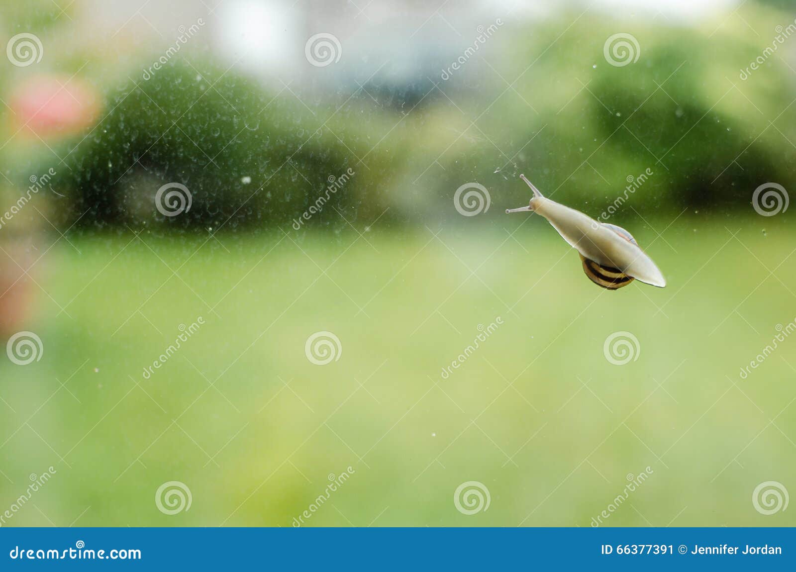 Common Garden Snail Underside View Glass Window Horizontal Stock Image ...