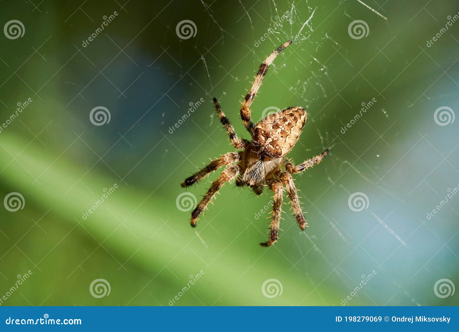 Spider Web Or Cobweb Of An Irregular Shape And Of An Irregular ...
