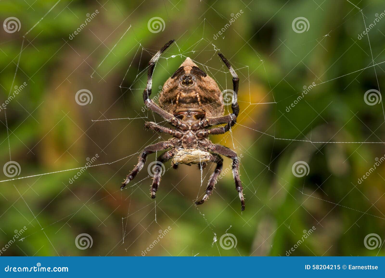 Common Garden Spider Eating on Cobweb Stock Image - Image of grass ...