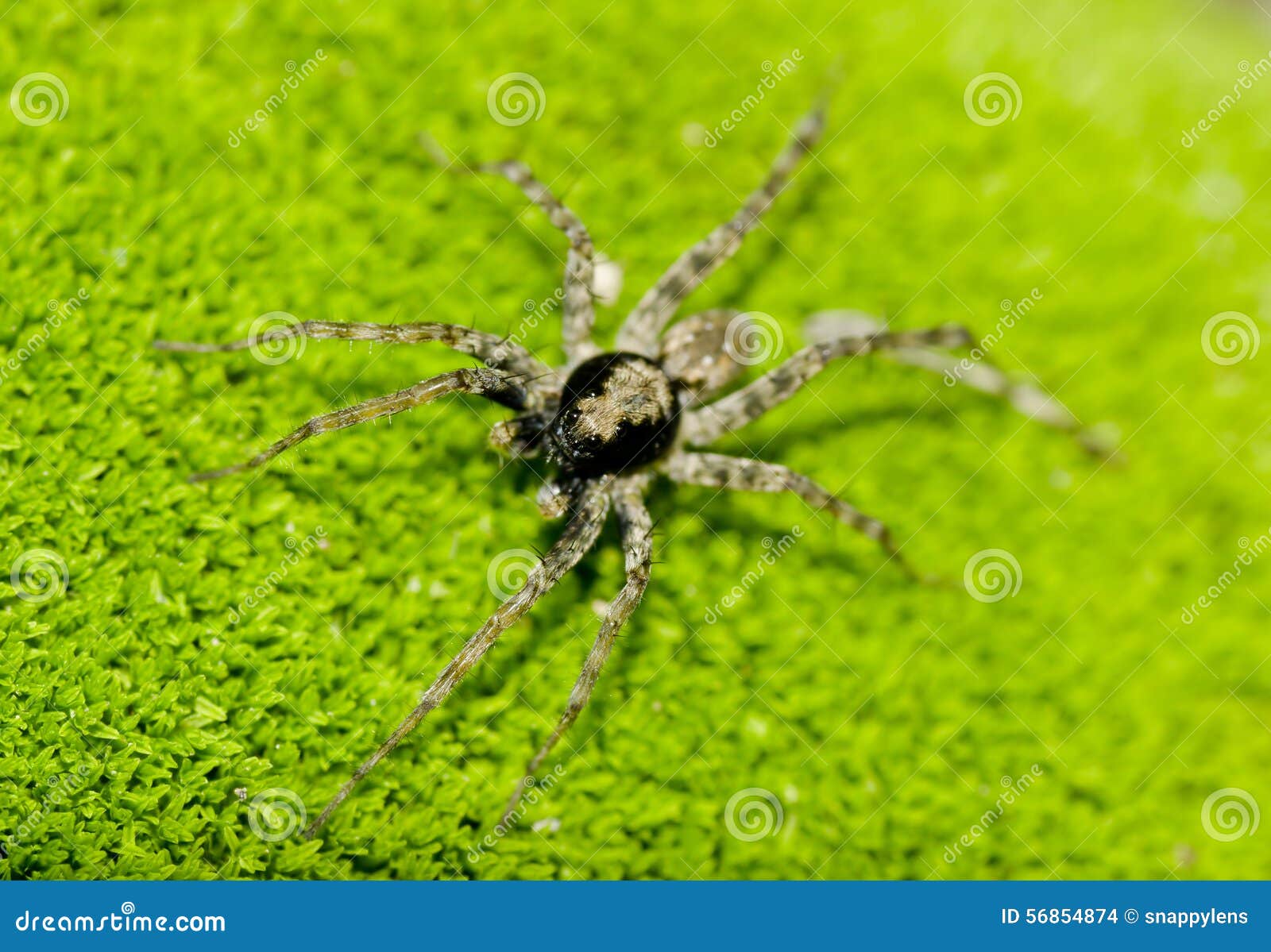 Common garden spider stock photo. Image of moss, common - 56854874
