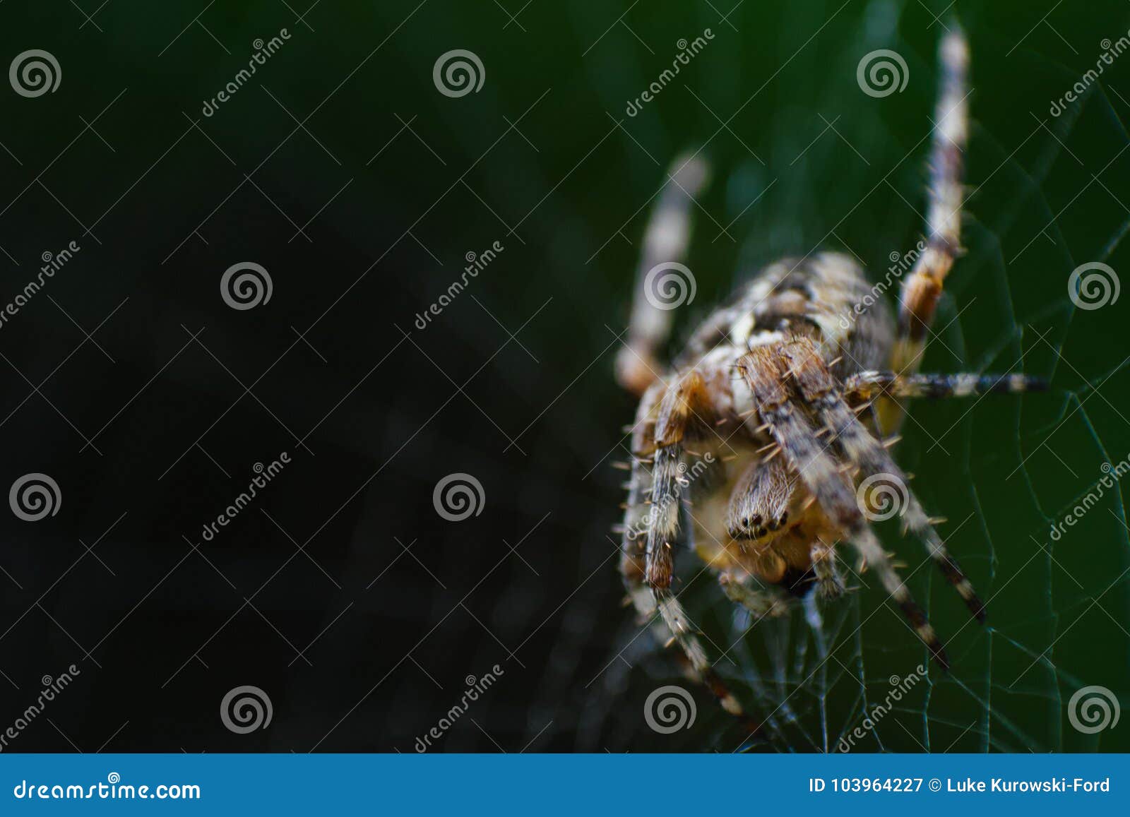 Spider waiting on web stock image. Image of patience - 103964227