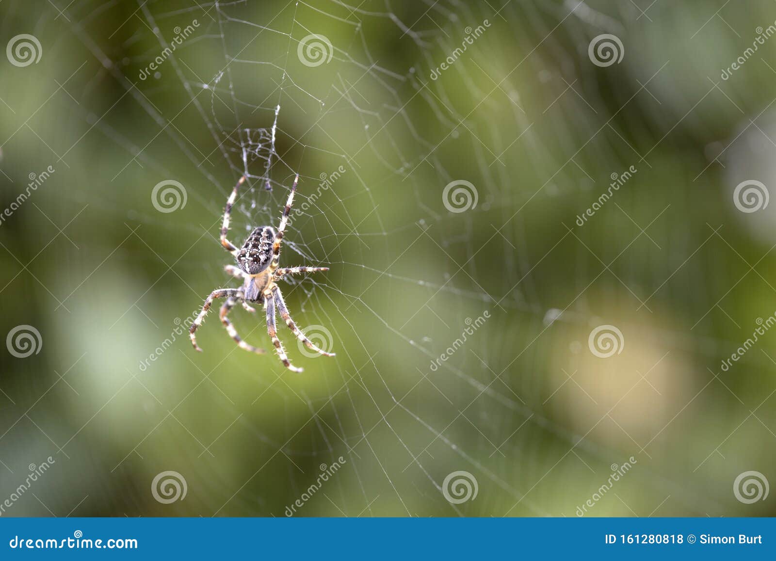 Common Garden Spider in a Web Stock Photo - Image of common, araneus ...