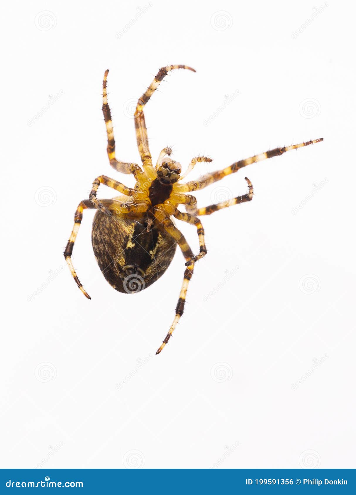 Common Garden Spider on White Background Stock Photo - Image of ...