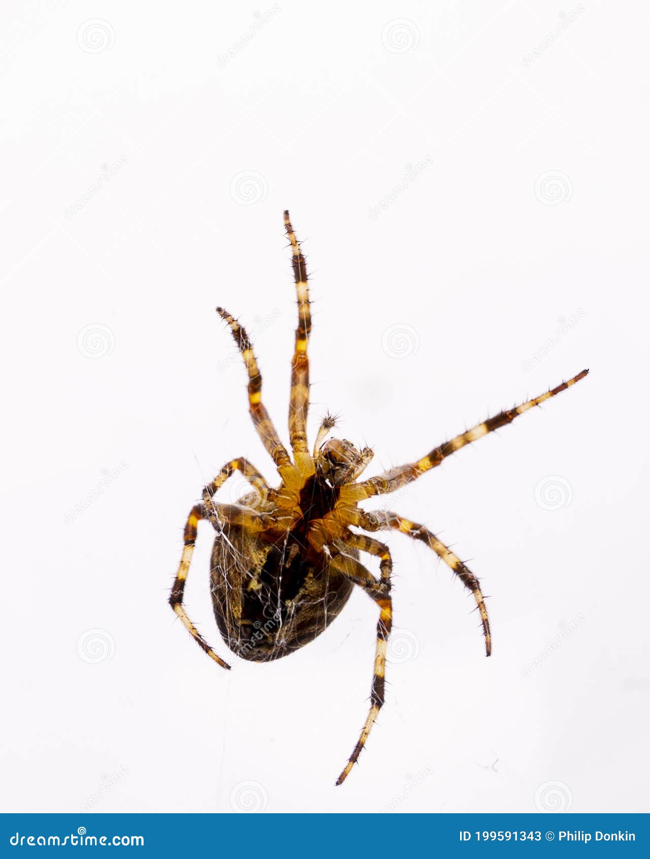 Common Garden Spider on White Background Stock Image - Image of spider ...