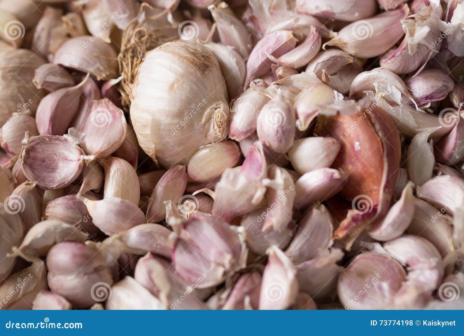 Common Garlic, Allium Sativum L Stock Photo - Image of cooking, eating ...