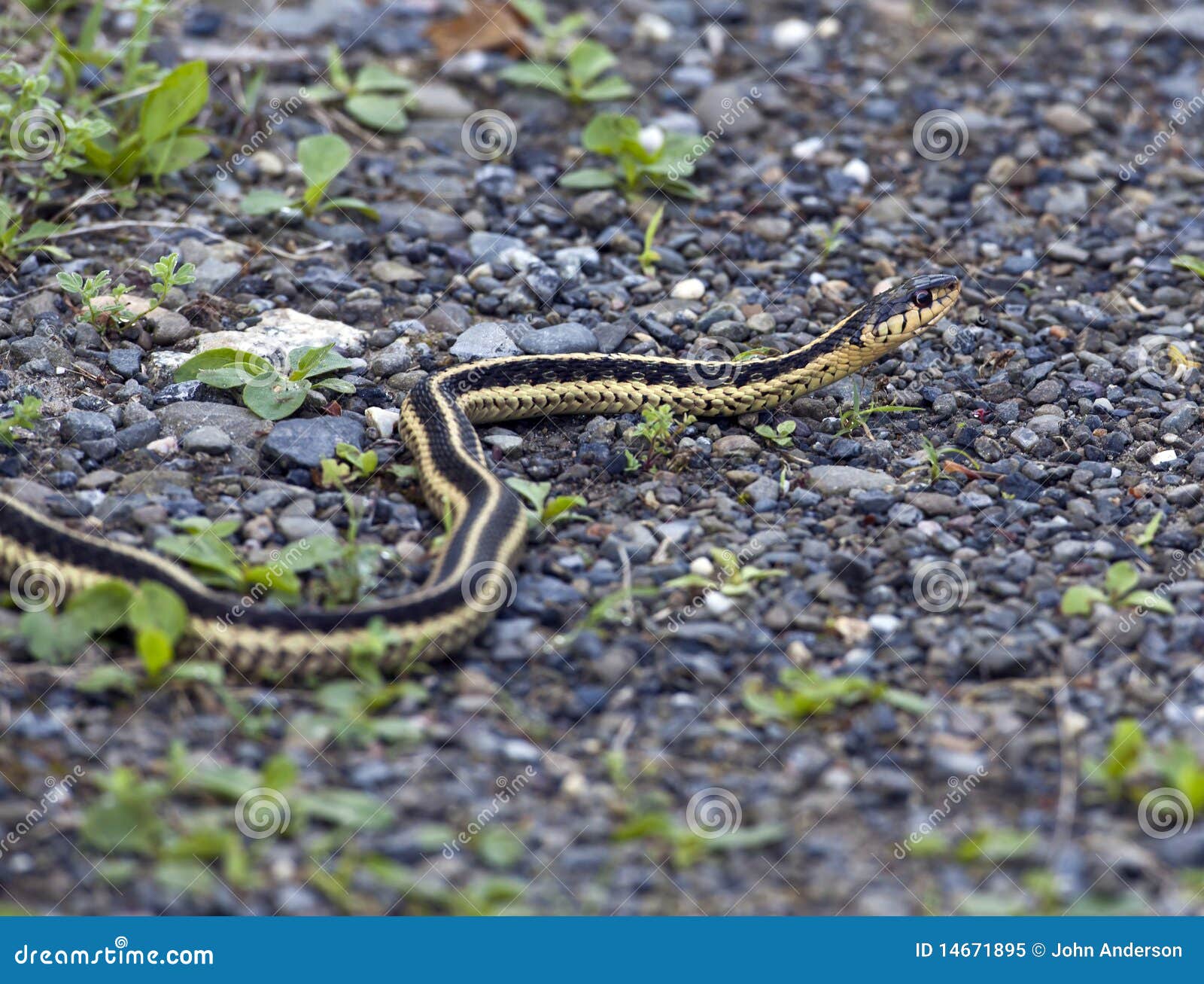 Common garter snake stock image. Image of gravel, animal - 14671895