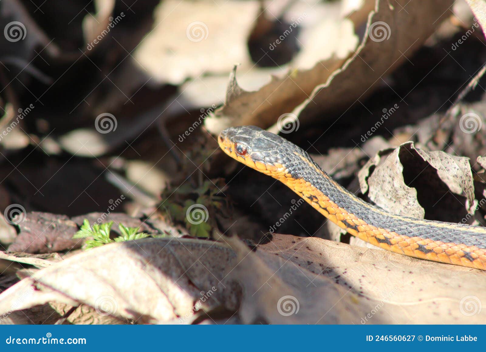 Common Garter Snake stock image. Image of reptile, nature - 246560627