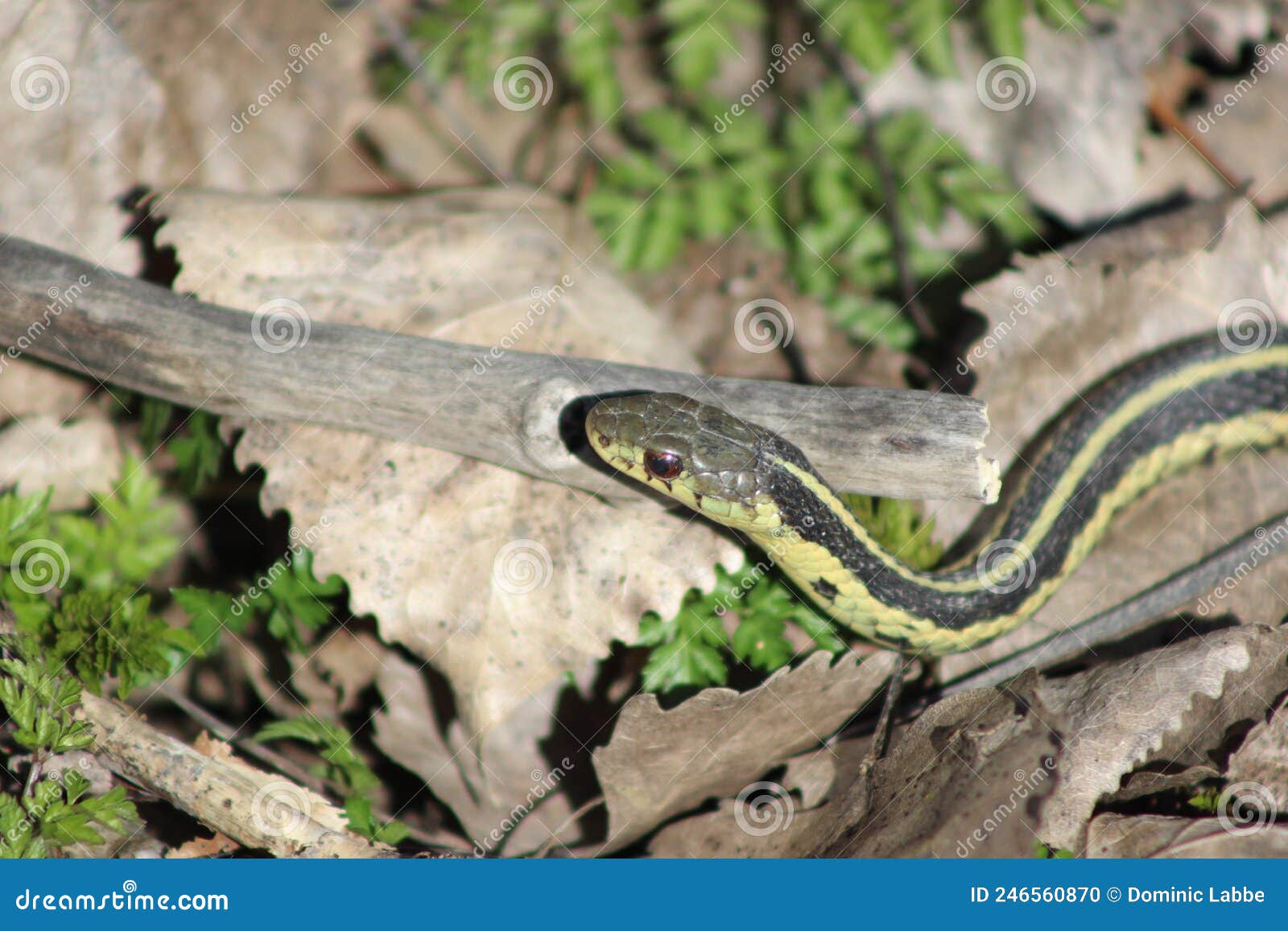 Common Garter Snake stock photo. Image of ground, snake - 246560870