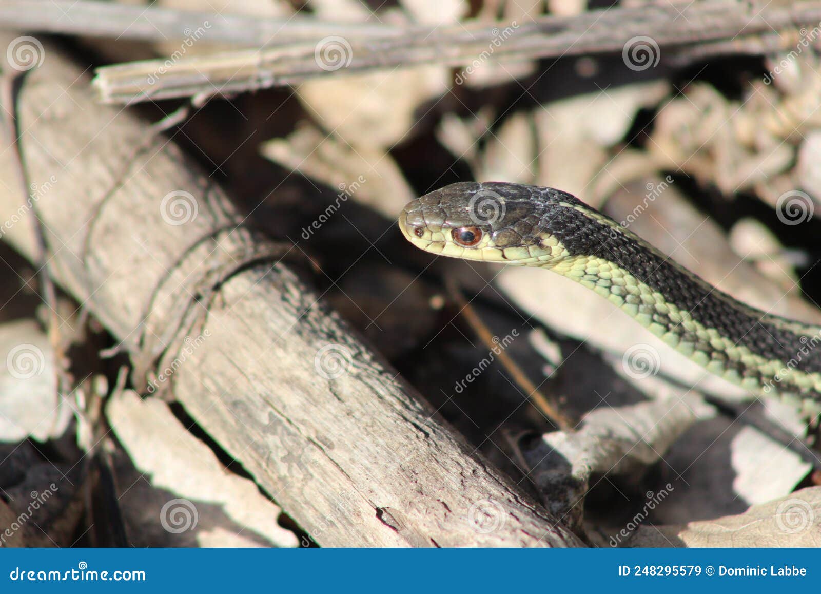 Common Garter Snake stock image. Image of skin, common - 248295579