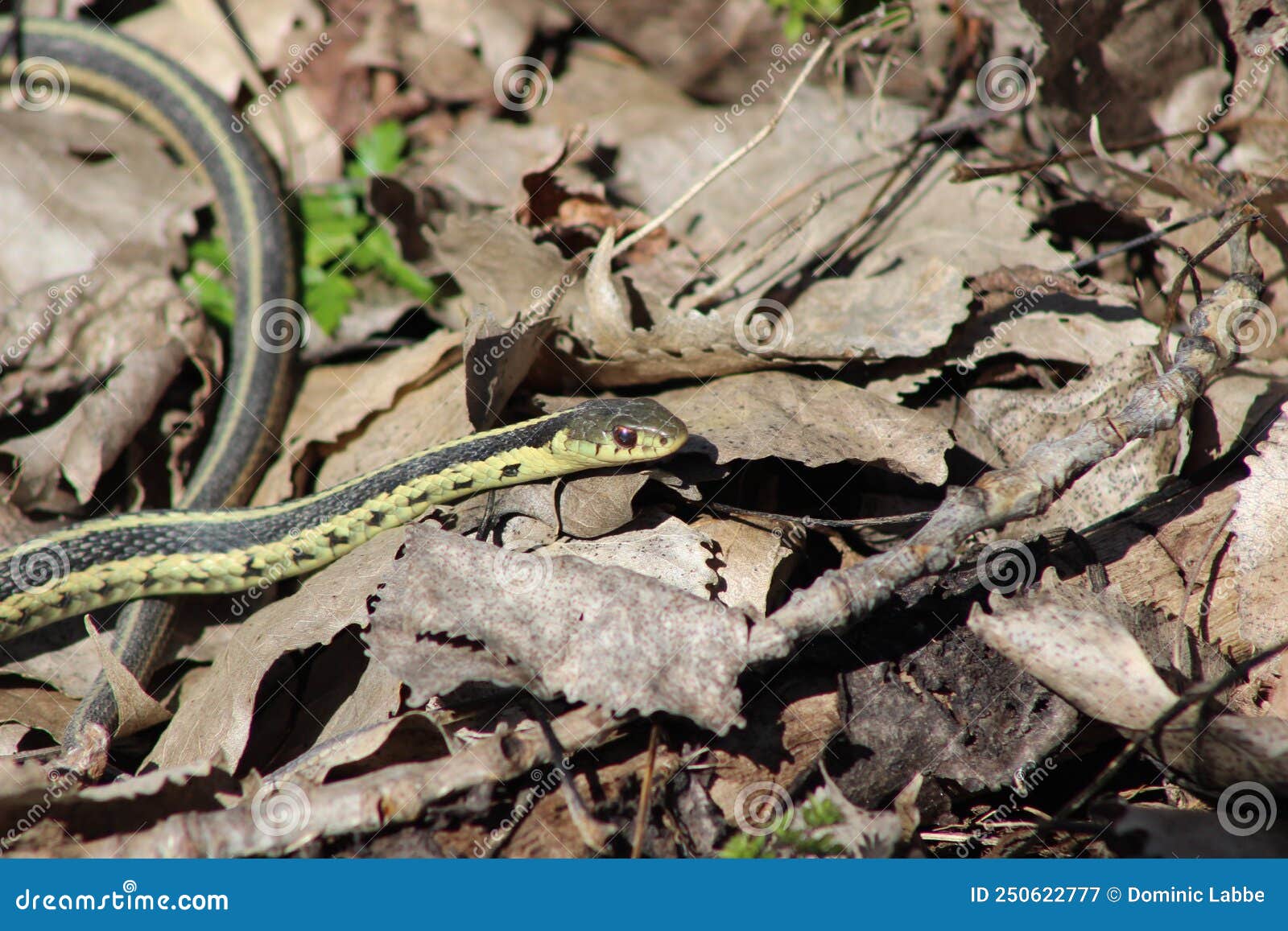 Common Garter Snake stock image. Image of skin, canada - 250622777