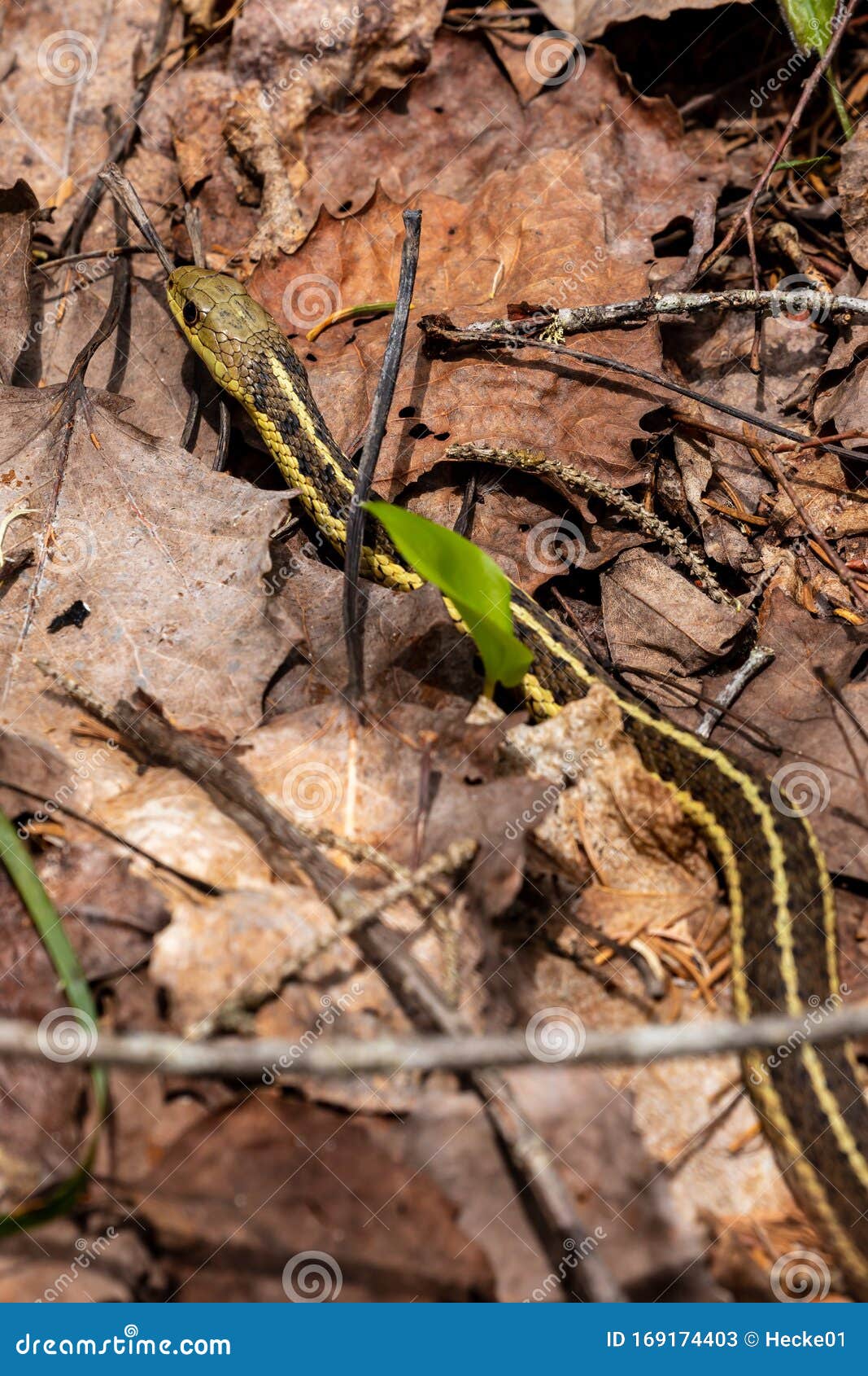 Common Garter Snake in a Forest Stock Image - Image of scale, forest ...