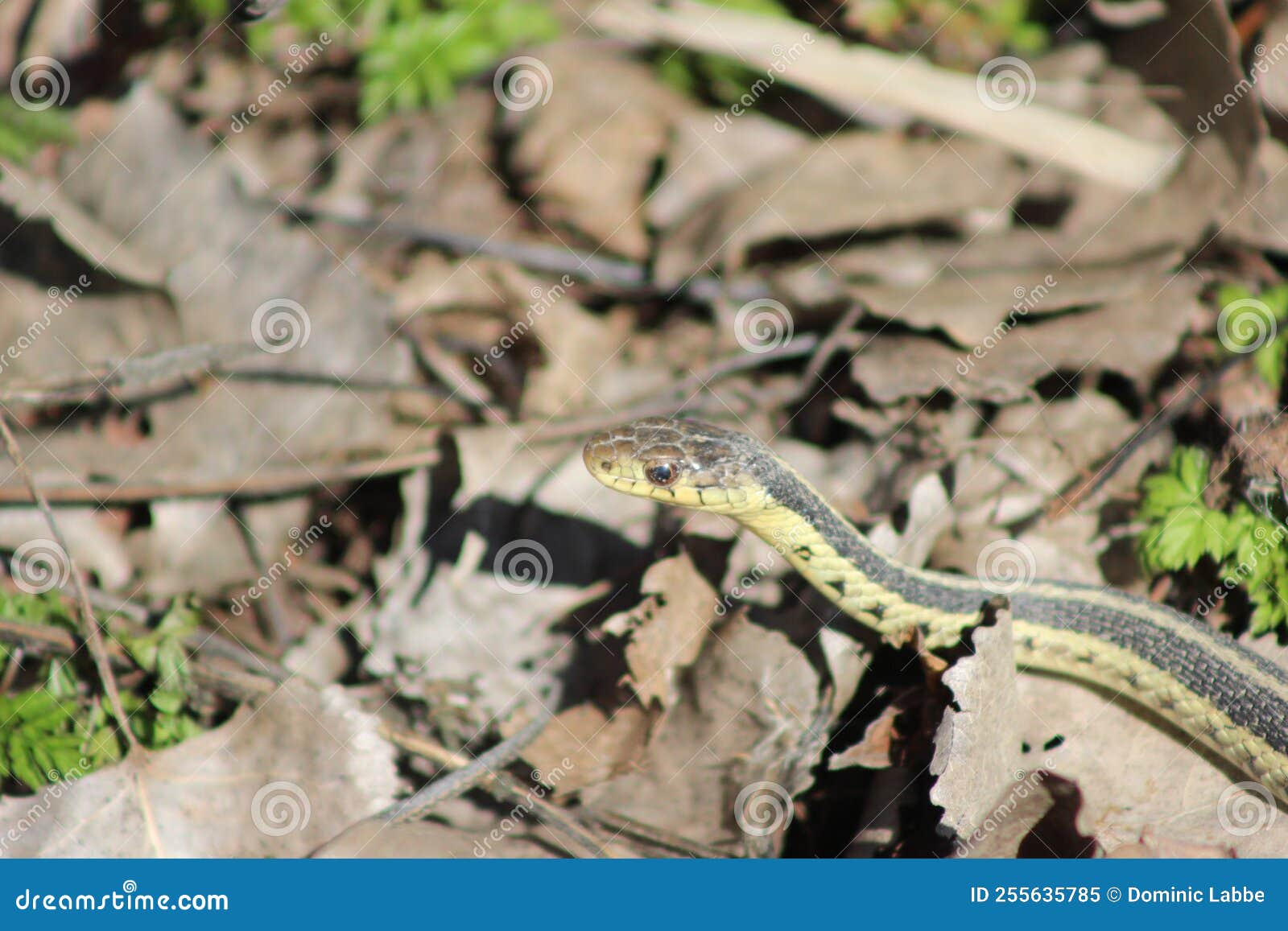 Common Garter Snake stock image. Image of garter, snake - 255635785