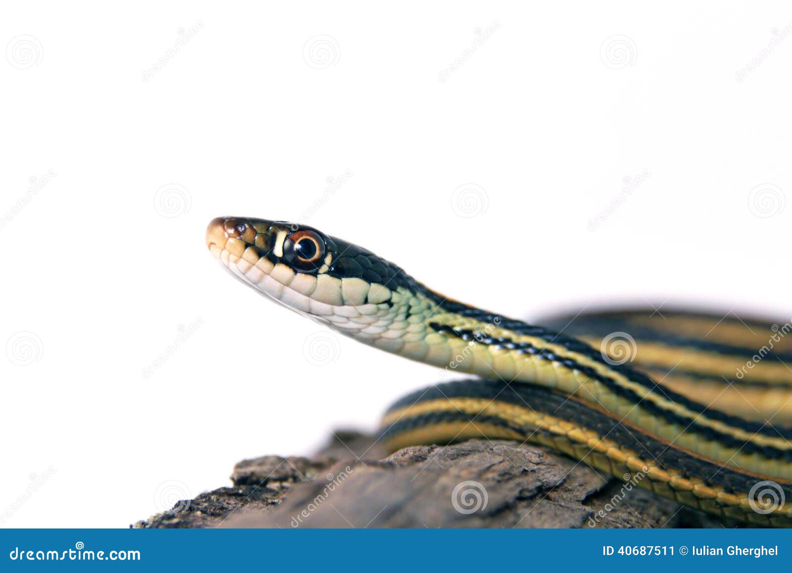 Common Garter Snake stock image. Image of macro, leaf - 40687511