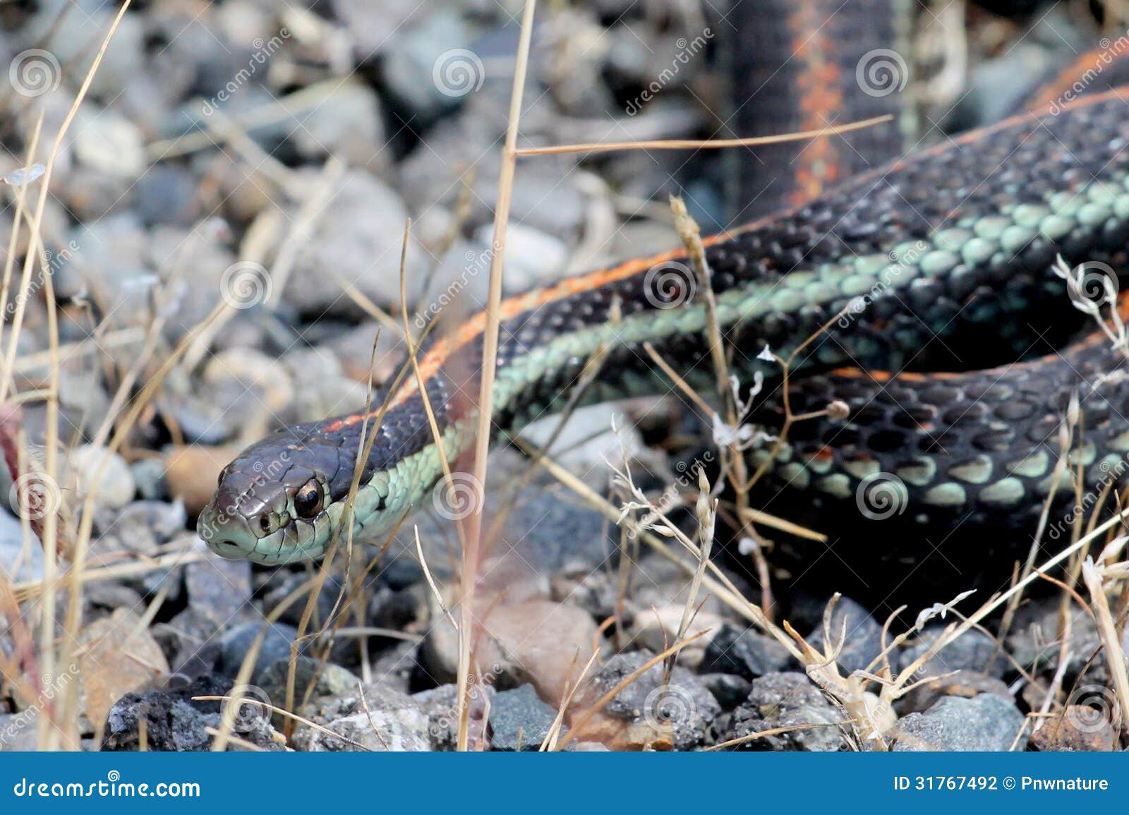 Common Garter Snake stock photo. Image of wild, nature - 31767492