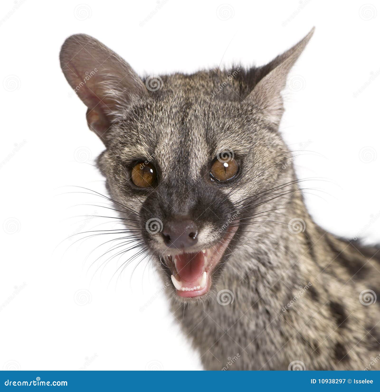 Common Genet Genetta Genetta Stock Images by Megapixl
