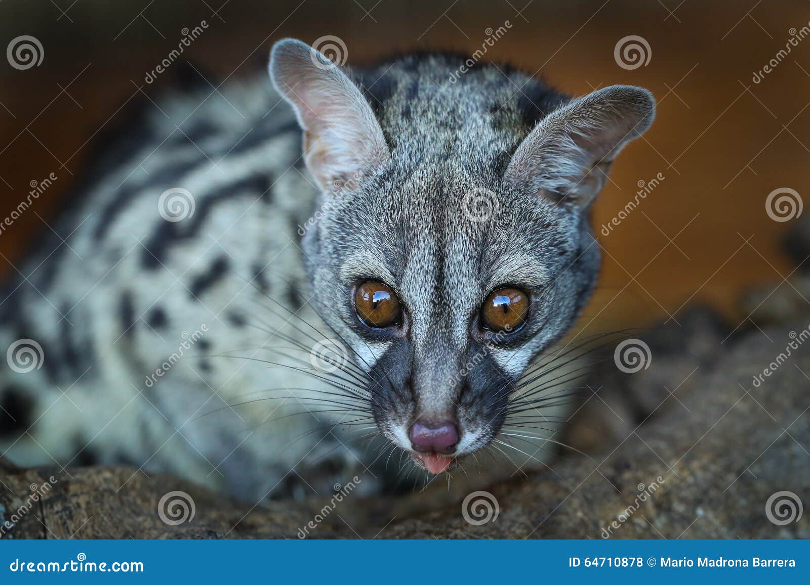 Common Genet stock photo. Image of close, viverrid, spanish - 64710878
