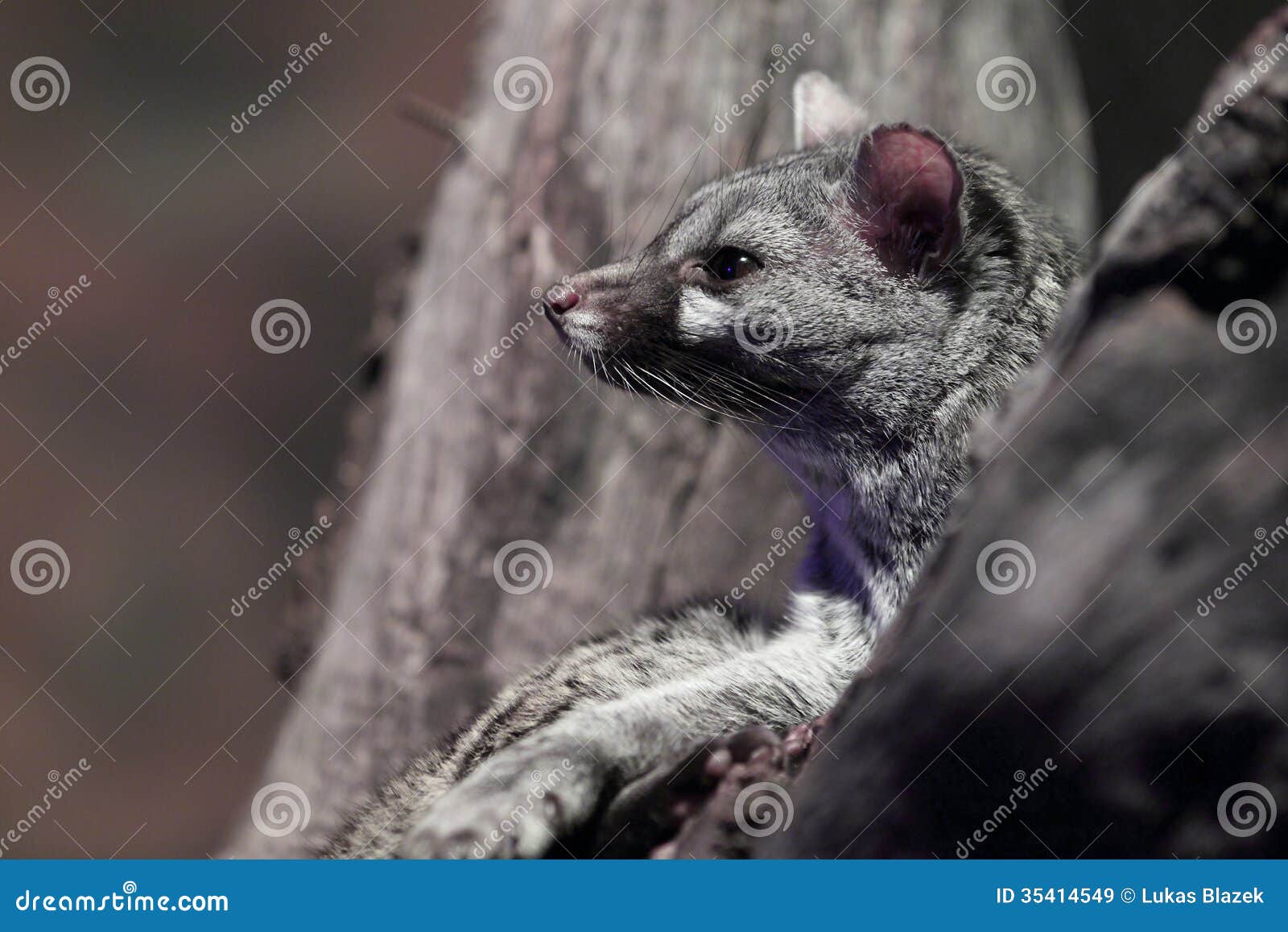 Common genet stock image. Image of small, european, genet - 35414549