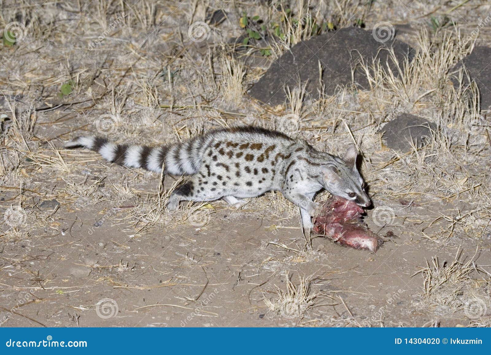 Common Genet Geneta Geneta Eating Bait Stock Images - Download 3 ...