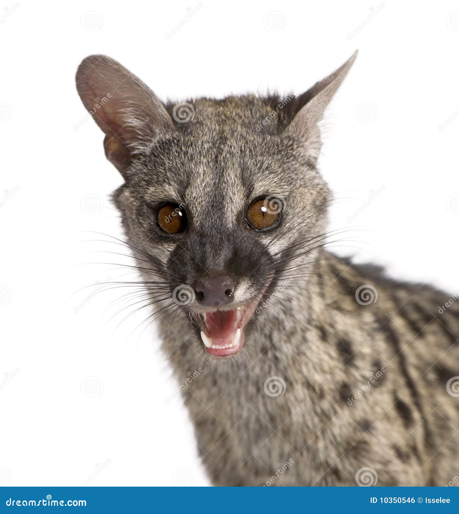 Common Genet - Genetta Genetta, Excrement Royalty-Free Stock Photo ...