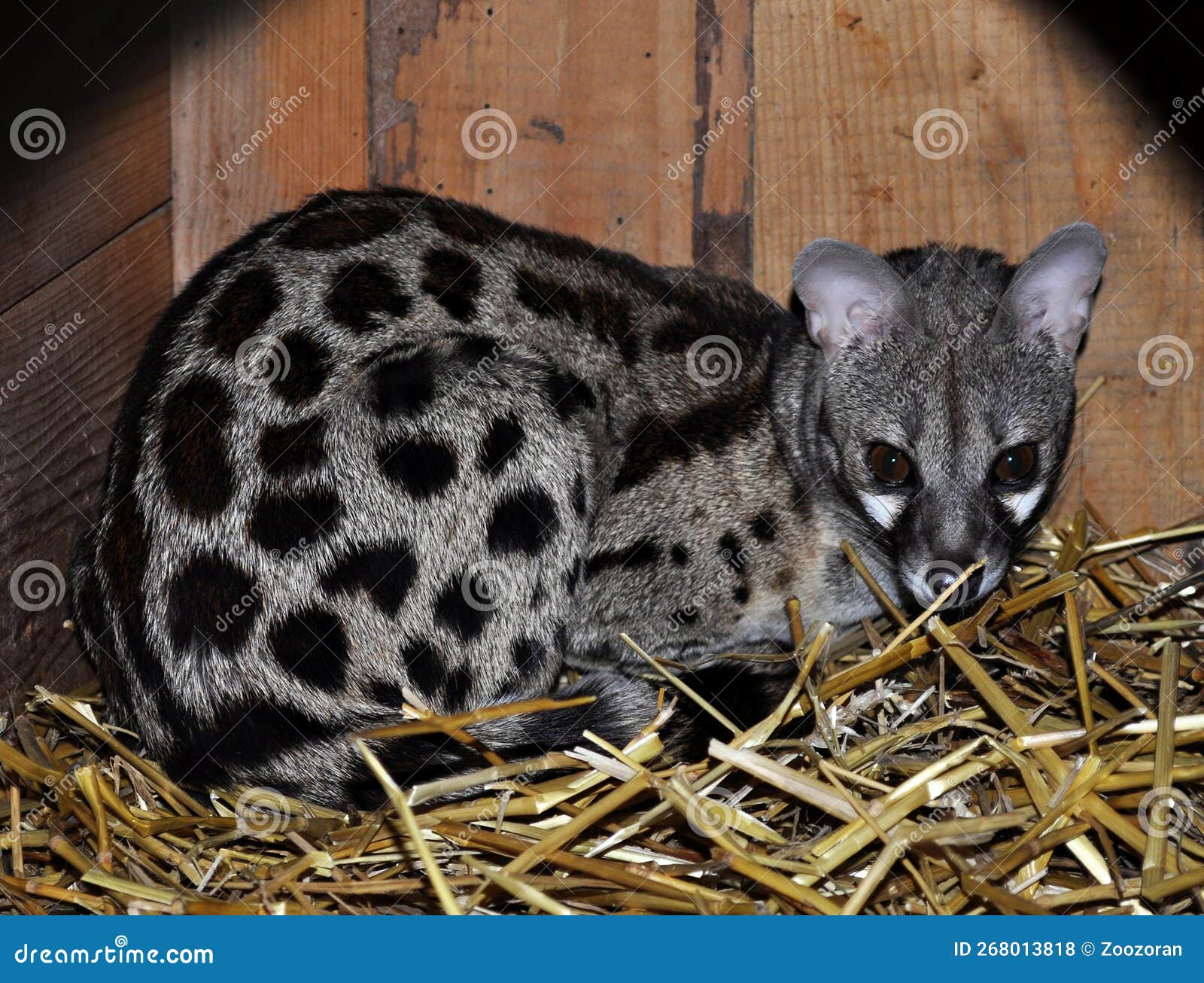 Common Genet (Genetta Genetta) Stock Photo - Image of africa ...