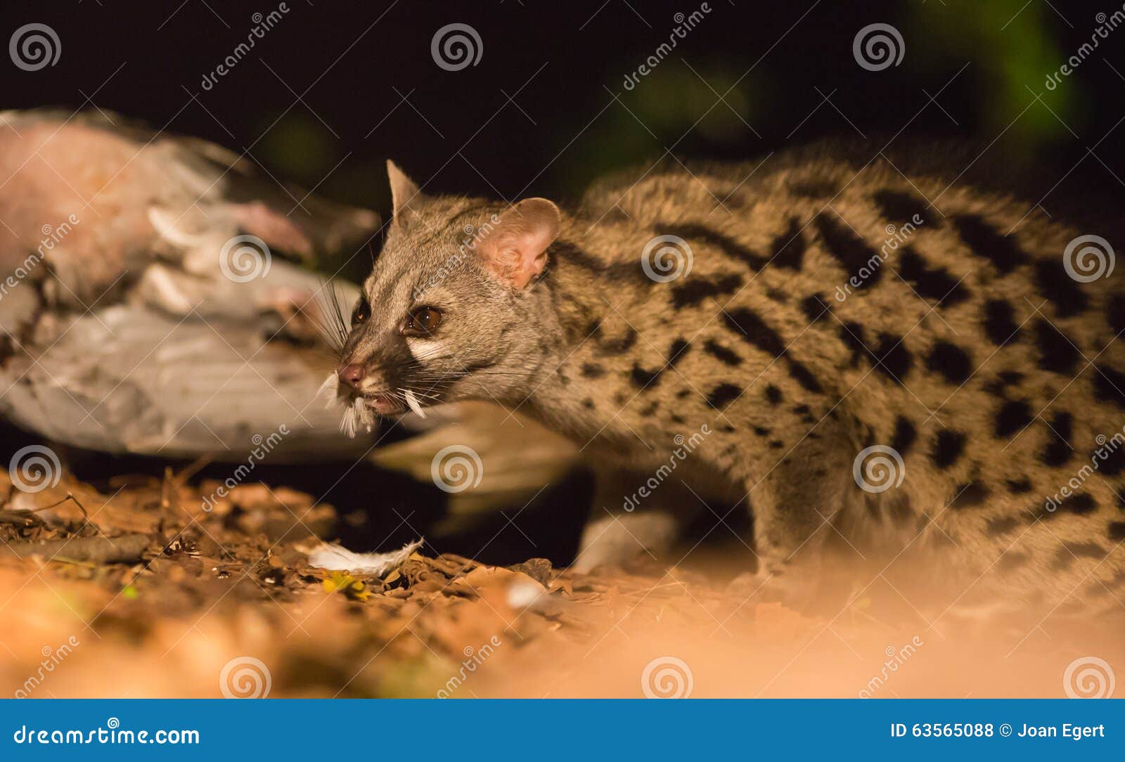 Common Genet stock photo. Image of viverridae, genetta - 63565088