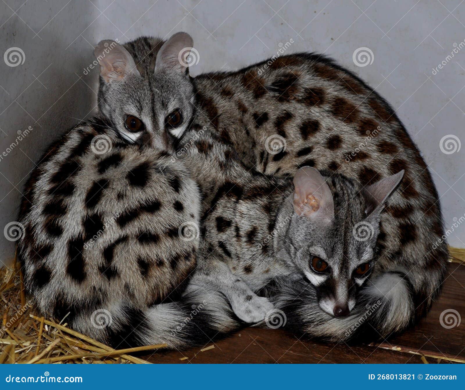 Common Genet (Genetta Genetta) Stock Image - Image of oman, arabia ...