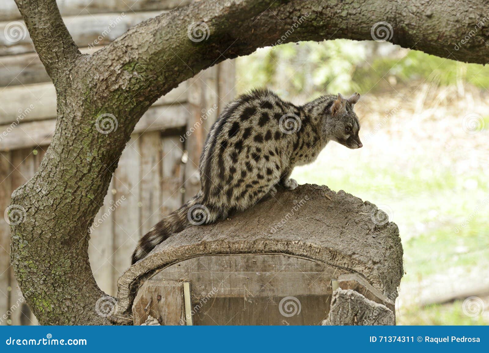 Common Genet (Genetta Genetta) Stock Image - Image of spotted, common ...