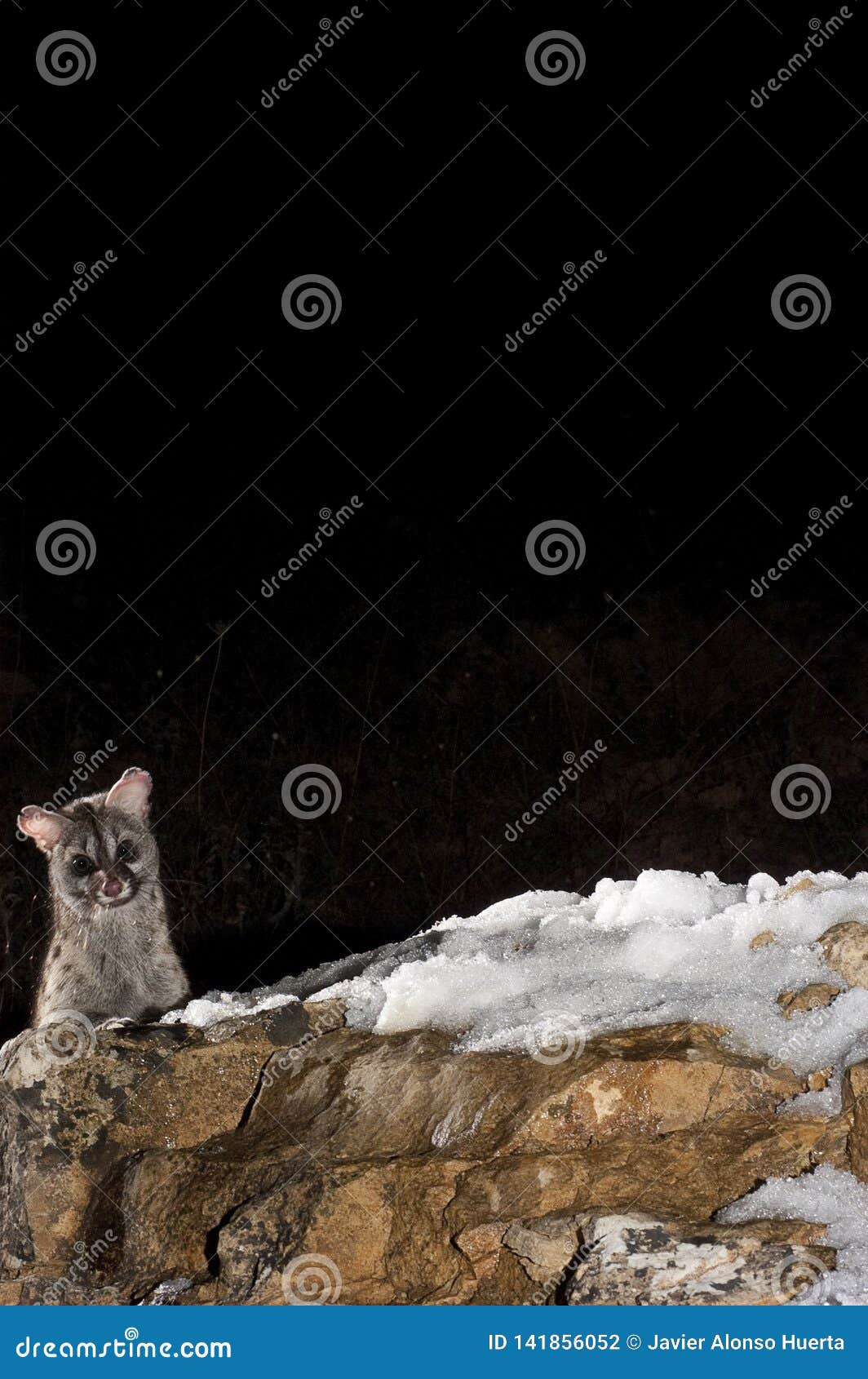 Common Genet - Genetta Genetta, Spain, Stock Photo - Image of ...