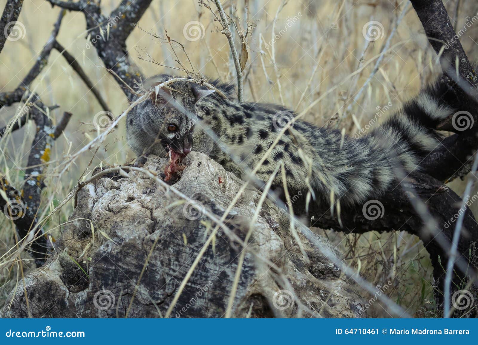 Common Genet - Genetta Genetta, Excrement In The Trunk Of A Tree, Stock ...