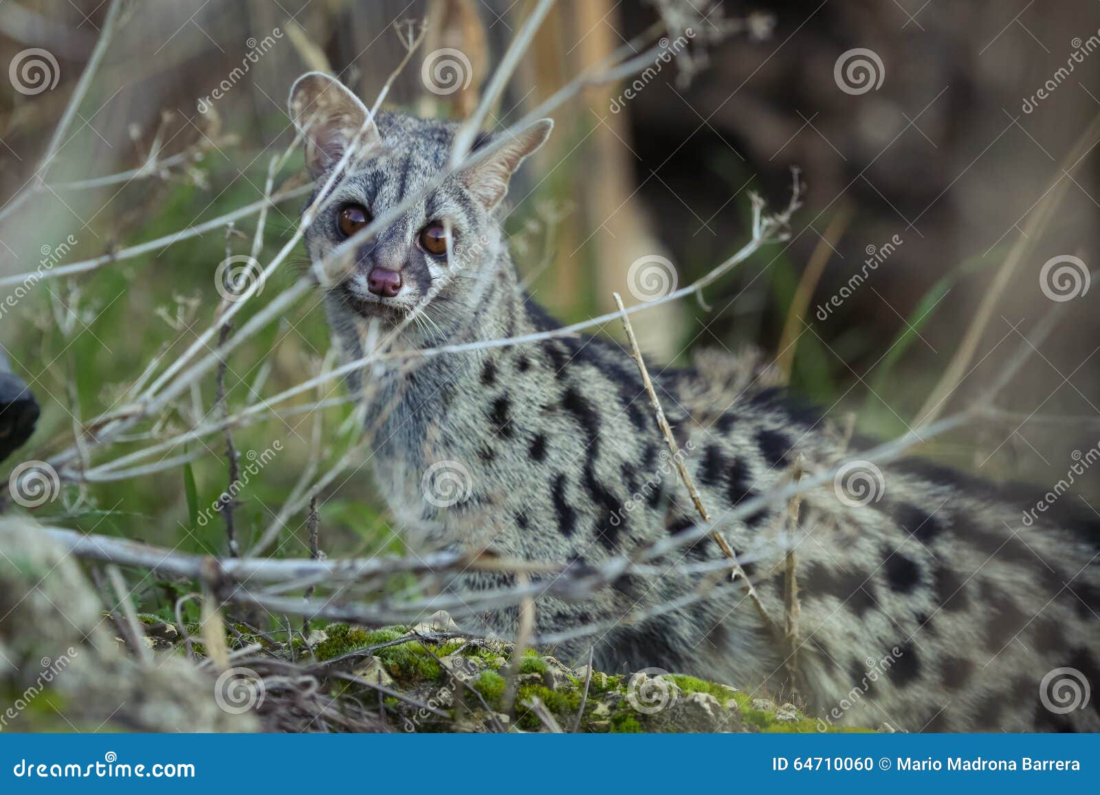 Common Genet stock photo. Image of iberian, common, family - 64710060