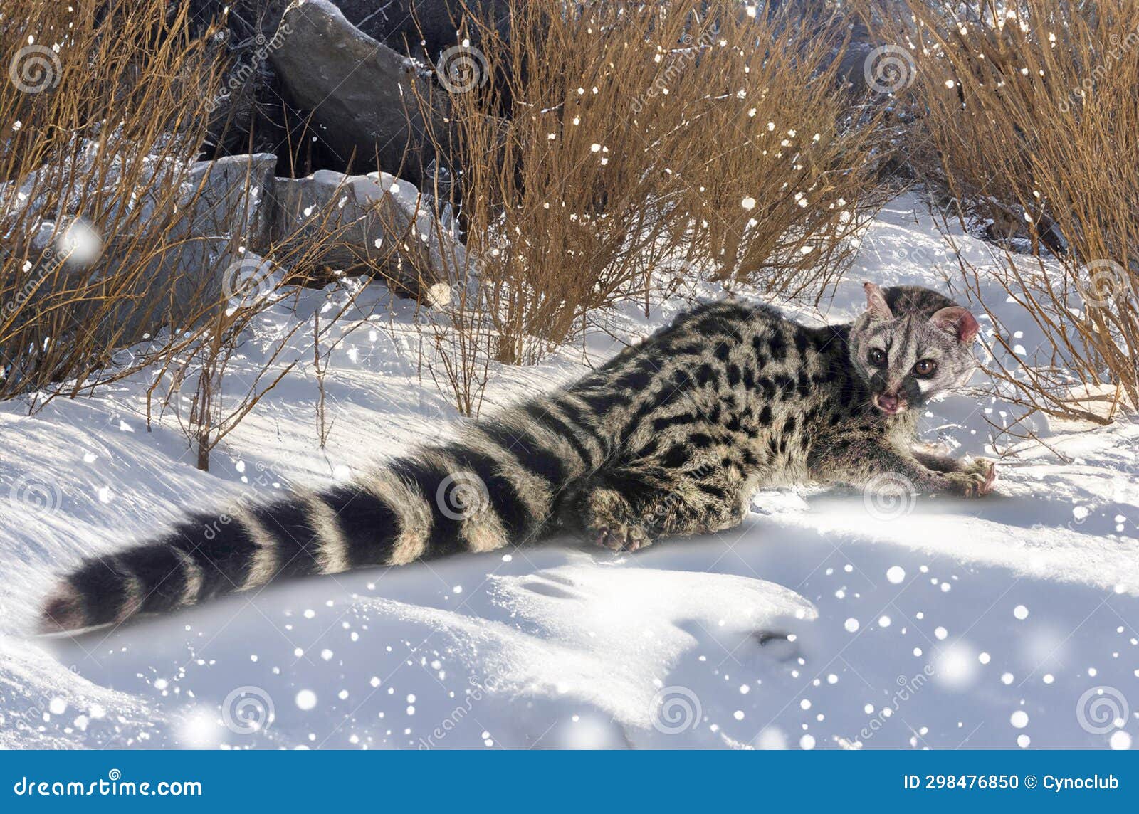 Common genet in nature stock photo. Image of carnivorous - 298476850