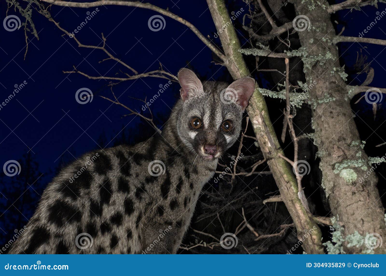 Common genet in studio stock image. Image of genetta - 304935829