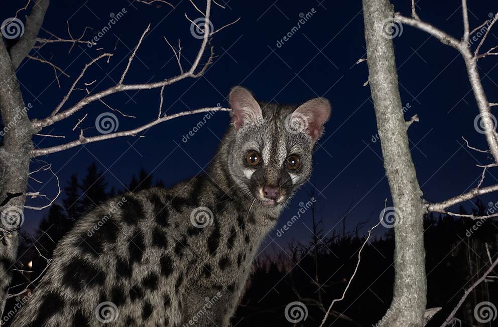 Common genet in studio stock photo. Image of france - 315757716