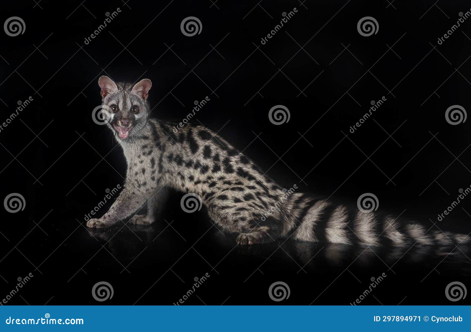 Common genet in studio stock image. Image of wildlife - 297894971