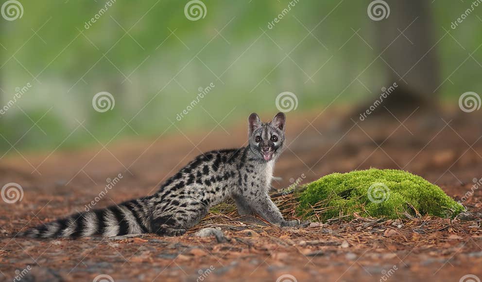 Common genet in studio stock photo. Image of genet, carnivorous - 321947582