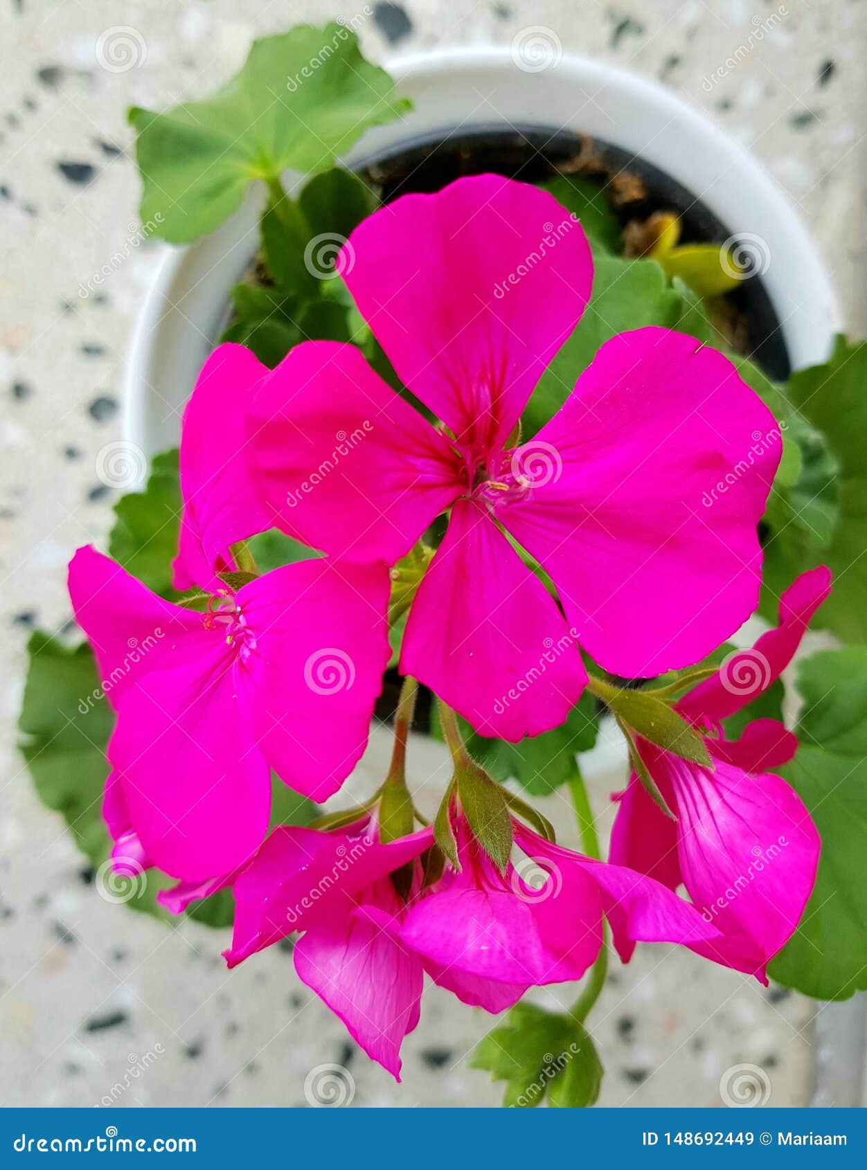 Pink Geraniums in Pot. Beautiful Flower for Decoration. Stock Image ...
