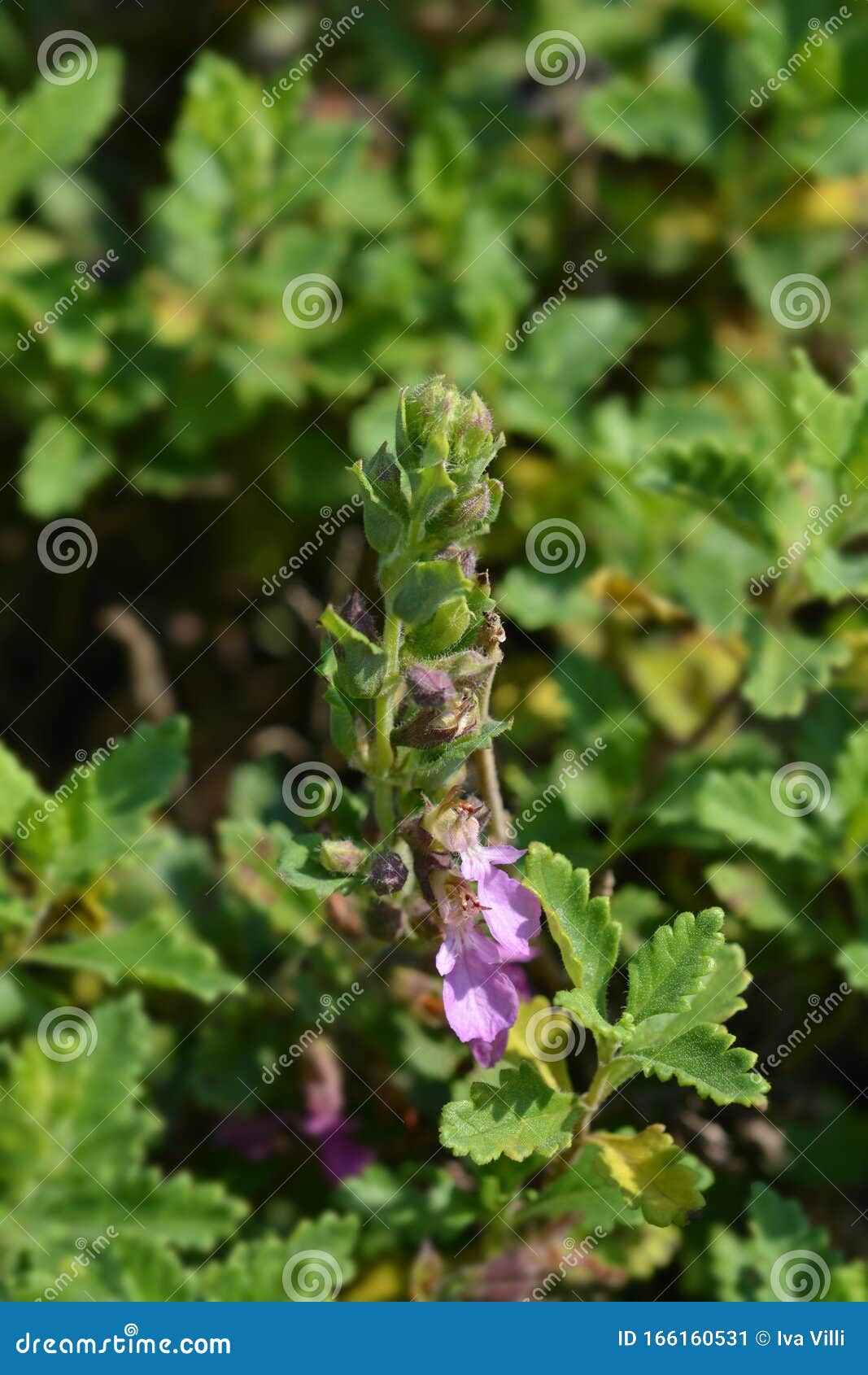 Common germander stock image. Image of garden, botany - 166160531