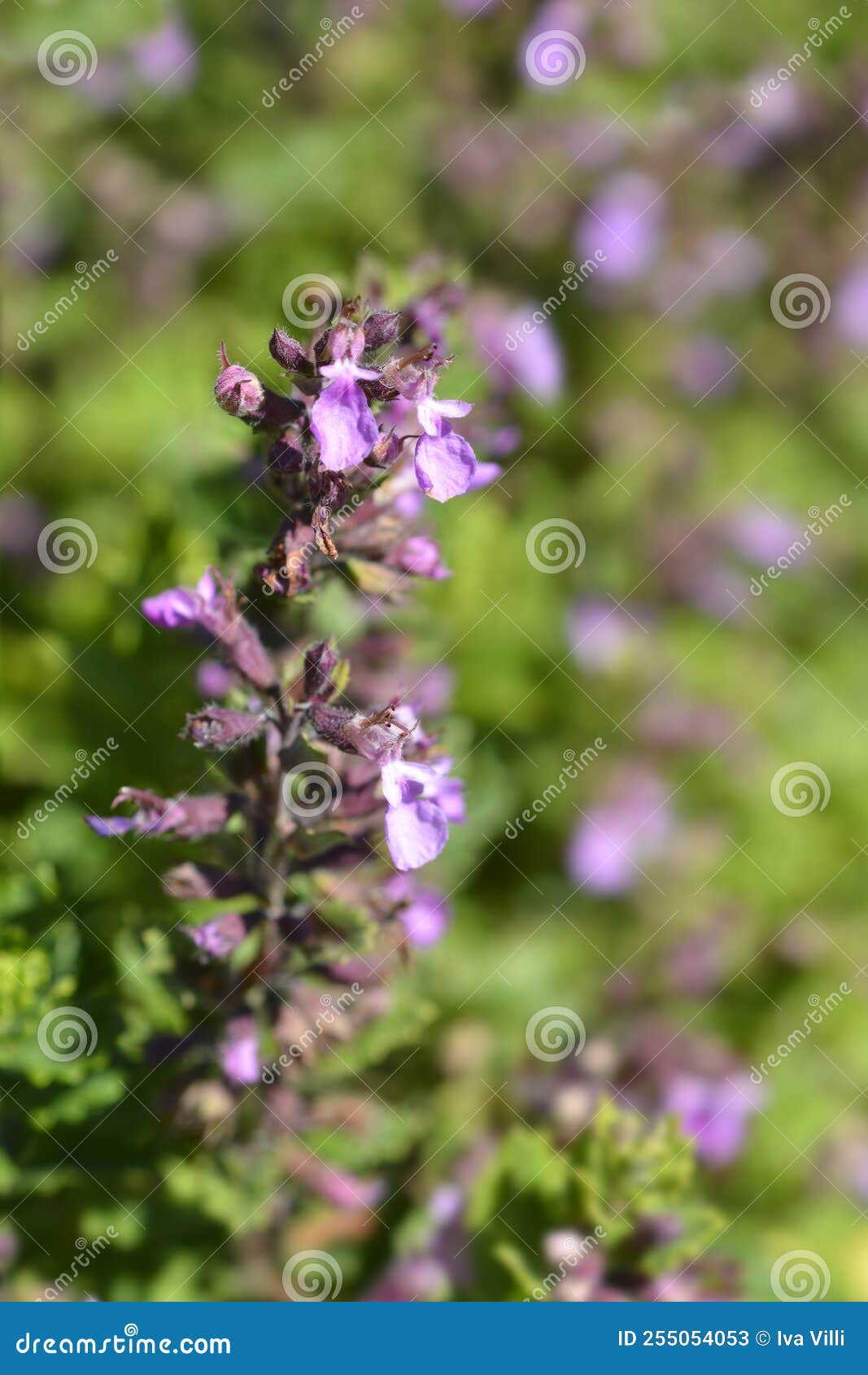 Common germander stock image. Image of flower, leaf - 255054053
